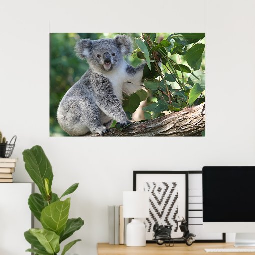 Cute Australian koala Poster | Zazzle