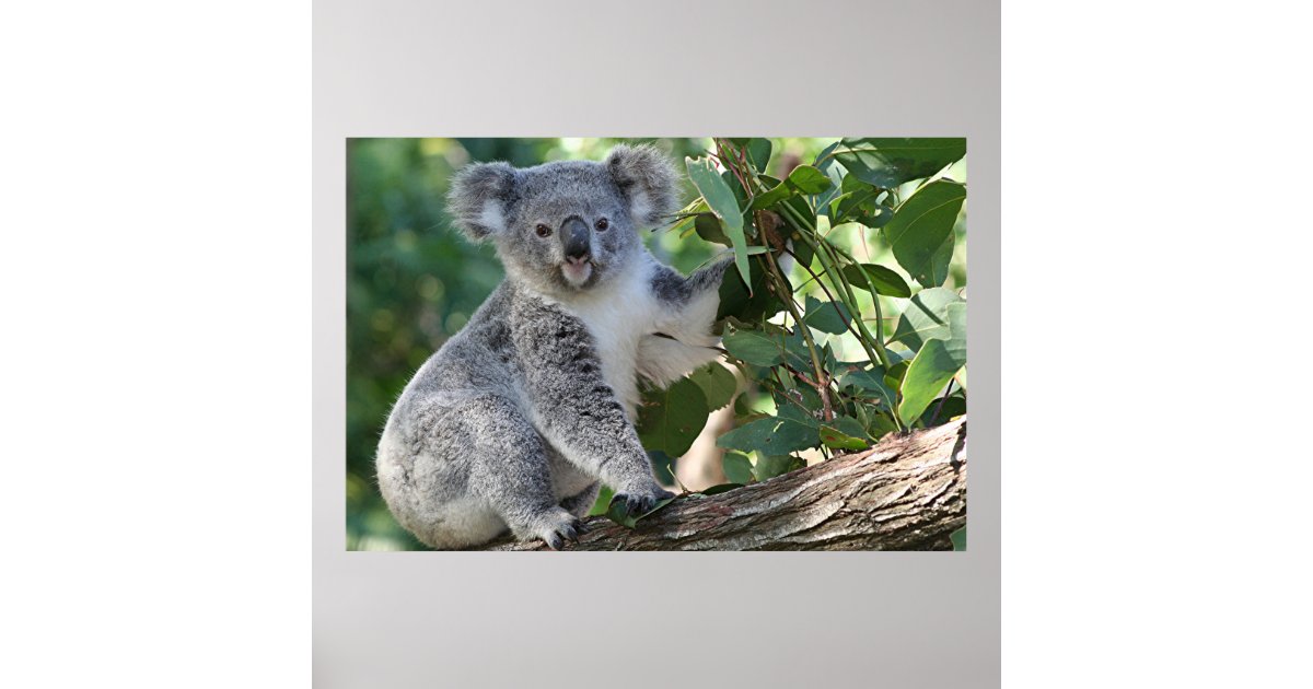 Cute Australian koala Poster | Zazzle