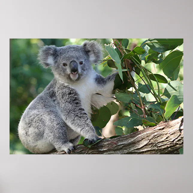 Cute Australian koala Poster | Zazzle
