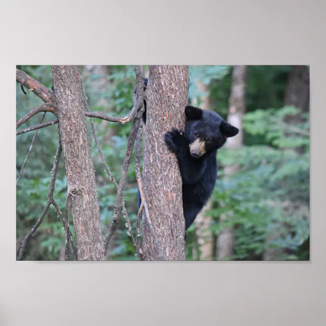 Cute Baby Black Bear Cub in Tree Photo Poster | Zazzle