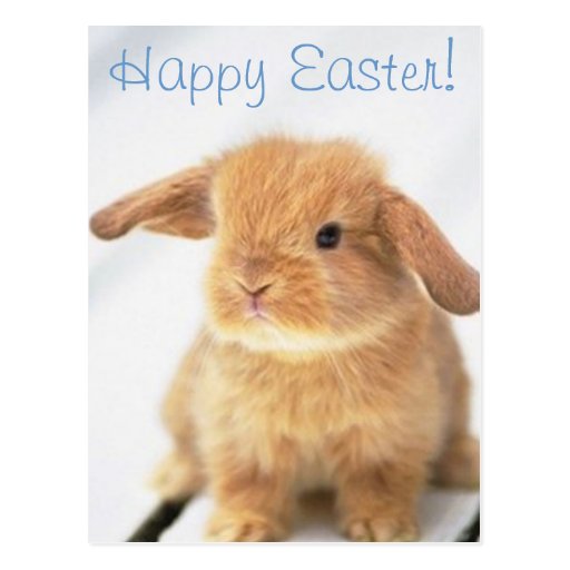 Cute Baby Bunny Happy Easter Design Postcards