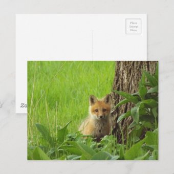 Cute baby fox in springtime photograph postcard | Zazzle