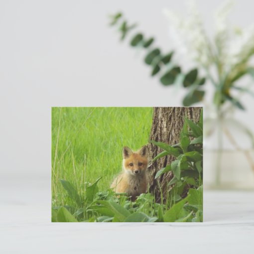 Cute baby fox in springtime photograph postcard | Zazzle