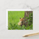 Cute baby fox in springtime photograph postcard | Zazzle
