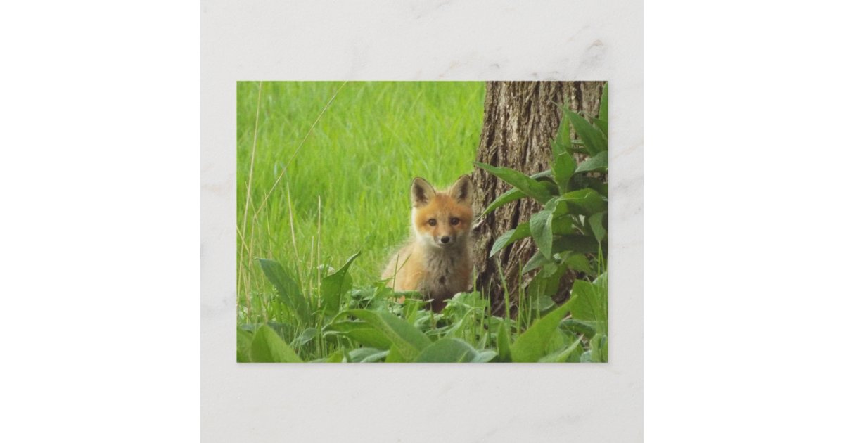 Cute baby fox in springtime photograph postcard | Zazzle