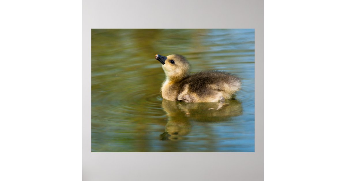 Cute baby Greylag goose Poster | Zazzle