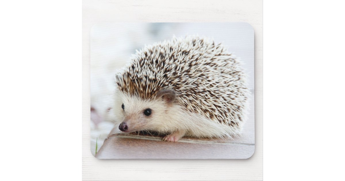 Cute Baby Hedgehog Mouse Pad | Zazzle