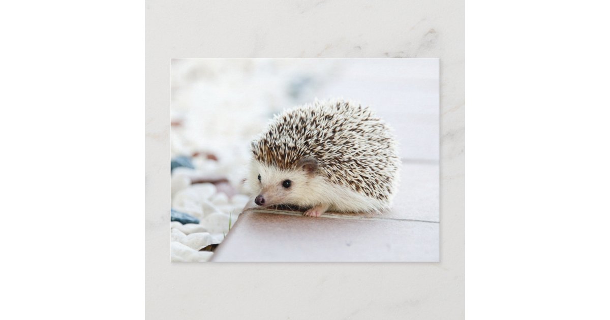 Cute Baby Hedgehog Postcard | Zazzle