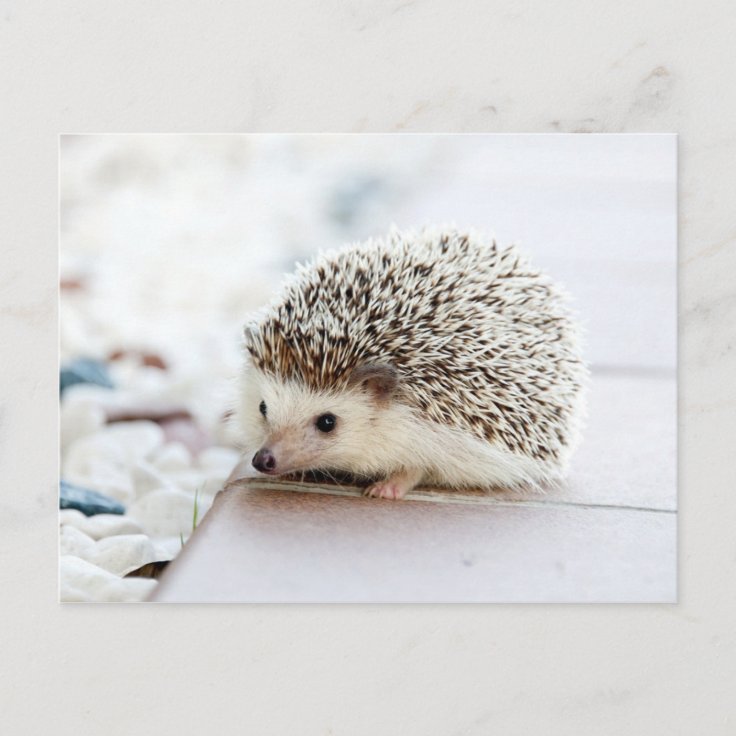 Cute Baby Hedgehog Postcard | Zazzle