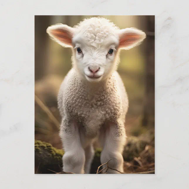 Cute Baby Lamp Ewe - Funny Farm Animals Postcard | Zazzle