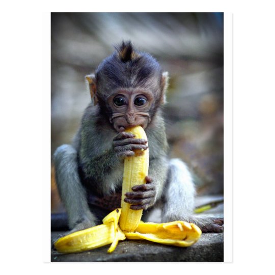 Cute baby macaque monkey eating banana postcard | Zazzle.com