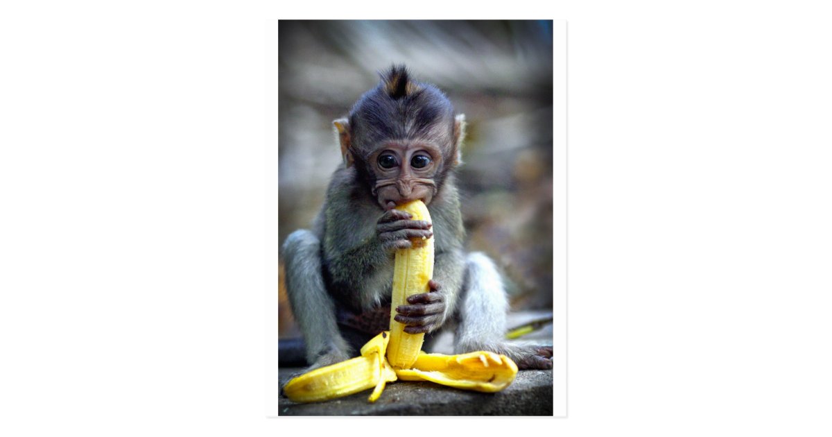 Cute baby macaque monkey eating banana postcard | Zazzle.com