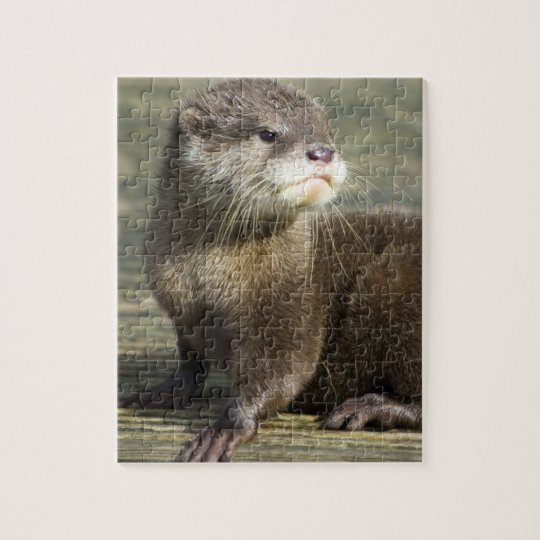Cute Baby Otter Jigsaw Puzzle | Zazzle.com