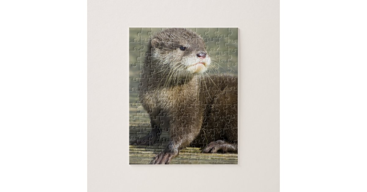 Cute Baby Otter Jigsaw Puzzle | Zazzle