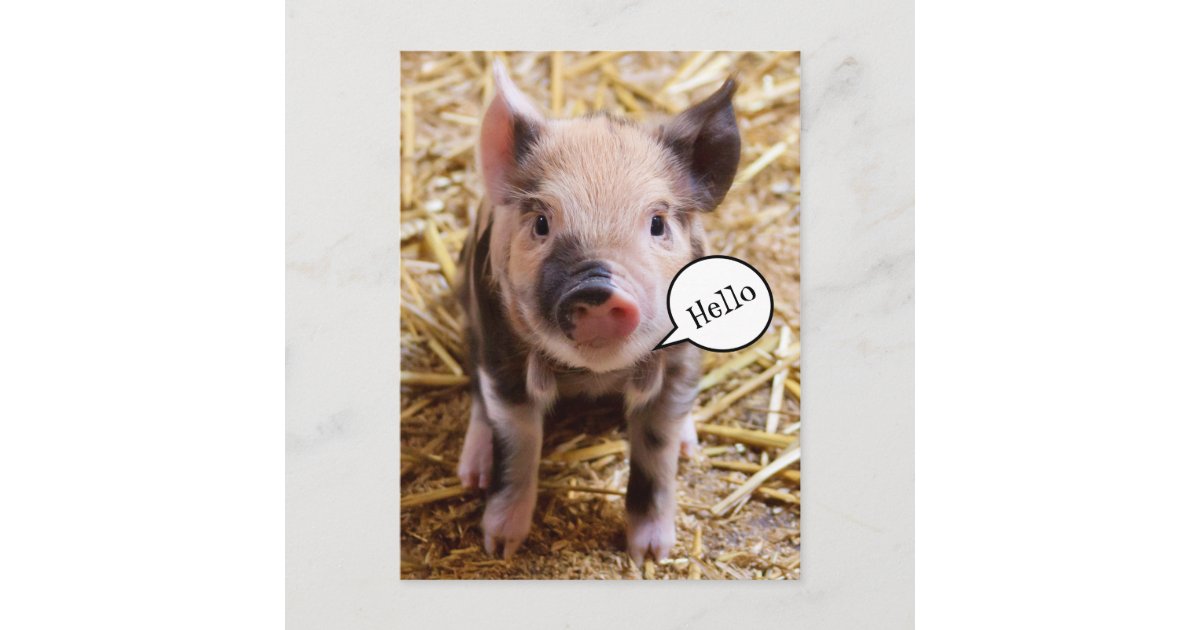 Cute Baby Pig Saying Hello Postcard | Zazzle