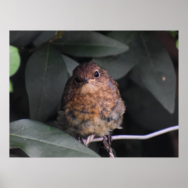 Cute Baby Robin Poster | Zazzle