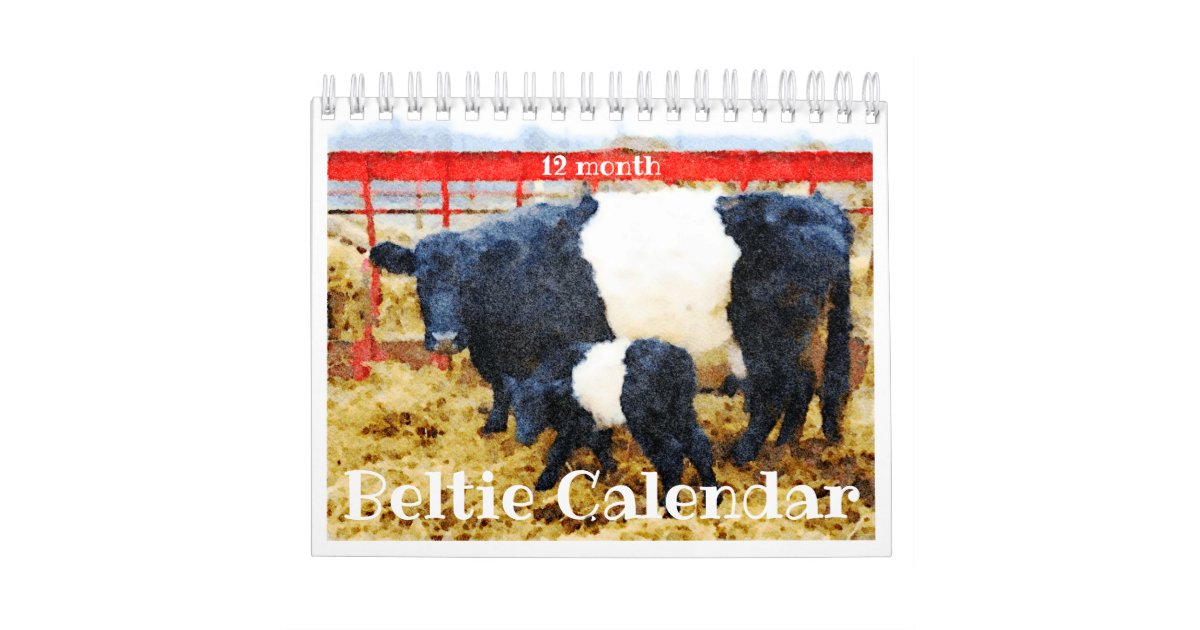 Cute Belted Galloway Beltie Striped Cow Calendar | Zazzle