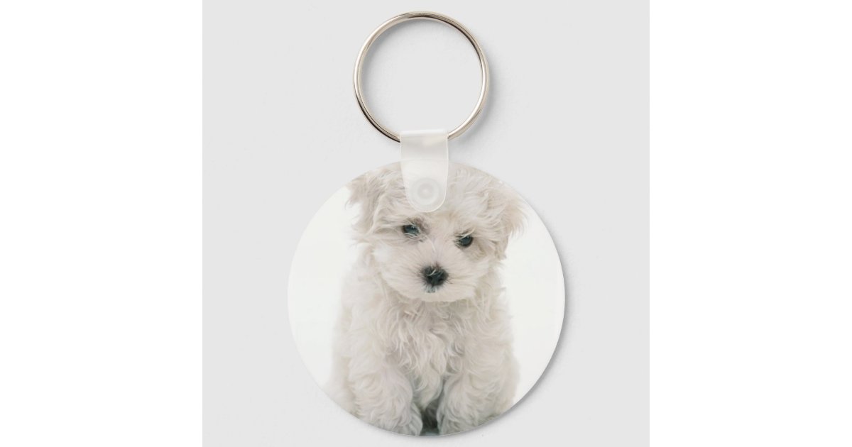 Cute Bichon Frise Keychain | Zazzle