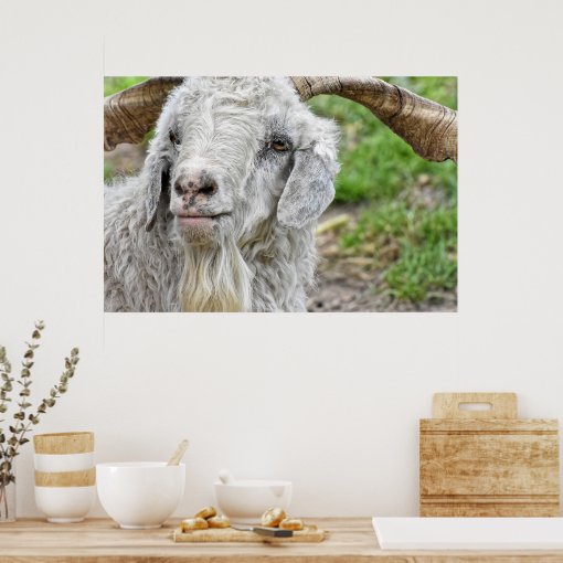 Cute Billy Goat Poster | Zazzle