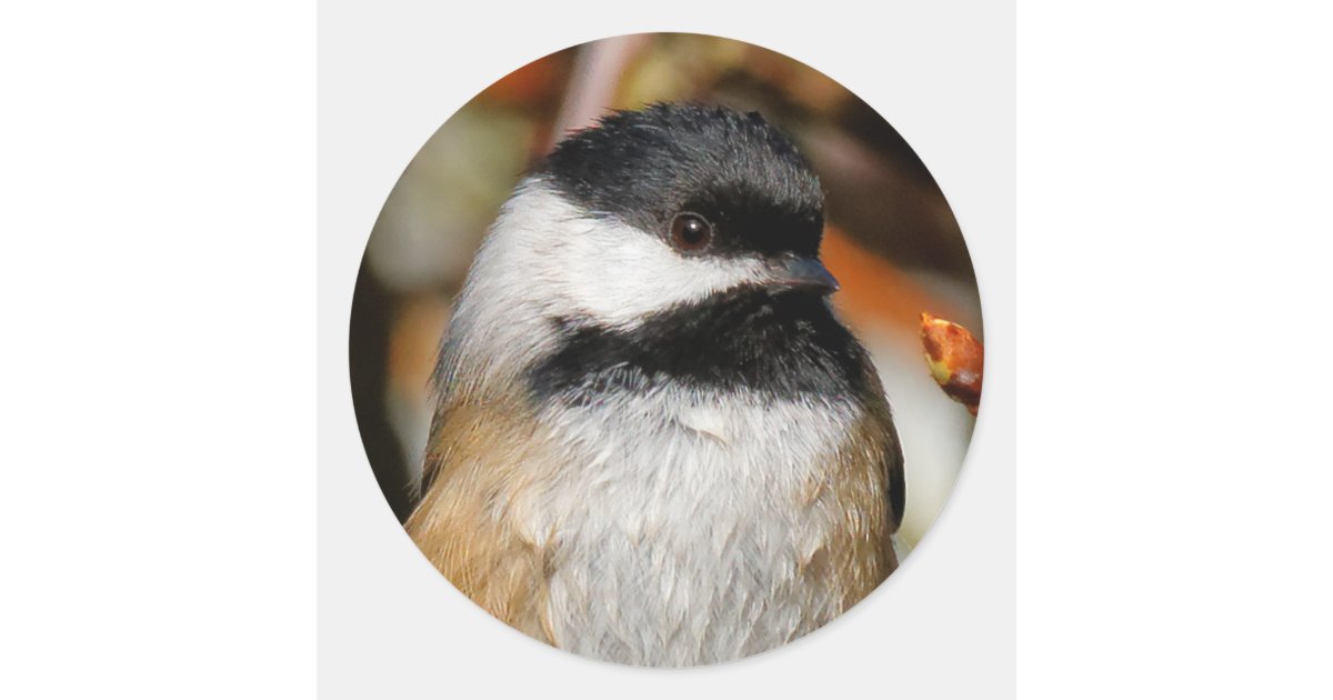 Cute Black-Capped Chickadee in the Tree Classic Round Sticker | Zazzle