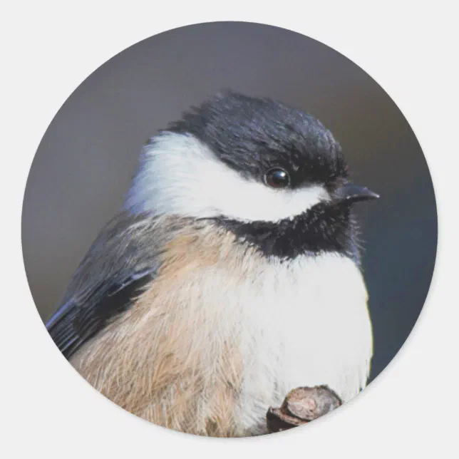 Cute Black-Capped Chickadee on Branch Classic Round Sticker | Zazzle
