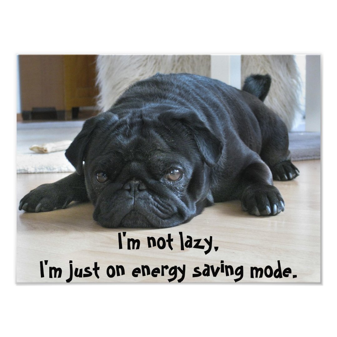 Cute Black Pug Puppy Laziness Poster | Zazzle