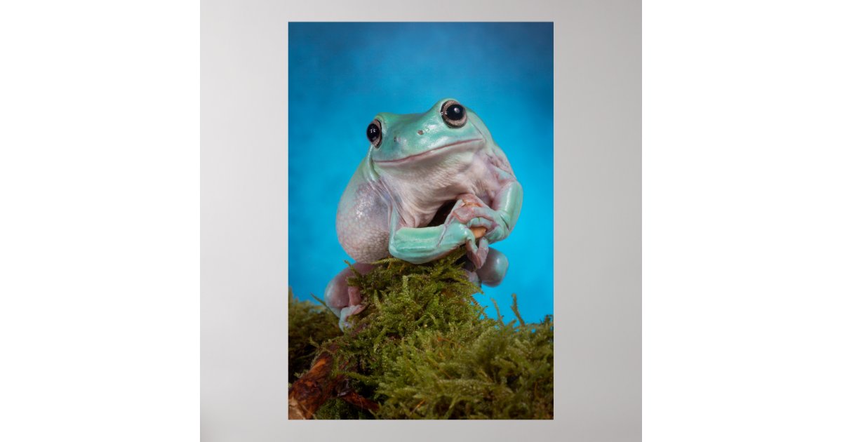 Cute Blue phase Whites tree frog smiling Poster | Zazzle
