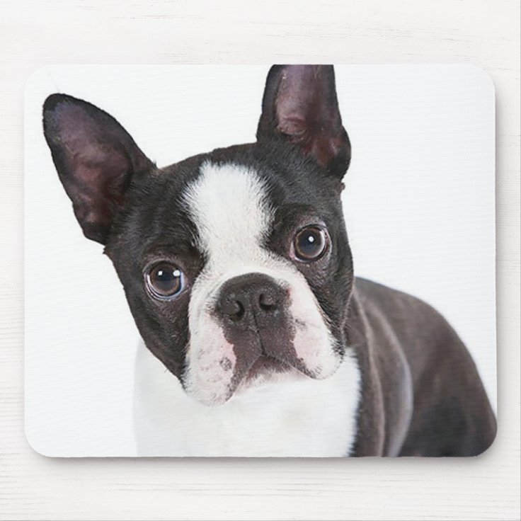 Cute Boston Terrier Mom Puppy Funny Dog Lover Mouse Pad | Zazzle