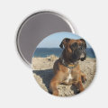 Cute Boxer Dog Magnet | Zazzle
