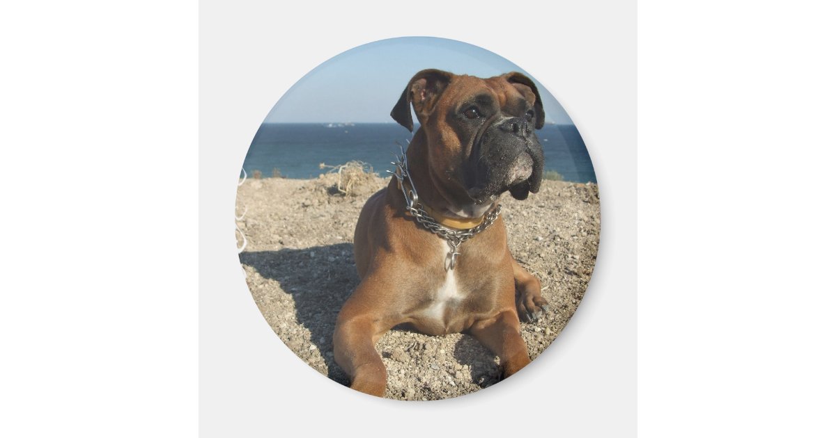 Cute Boxer Dog Magnet | Zazzle