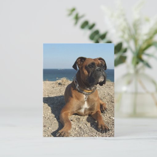 Cute Boxer Dog Postcard | Zazzle