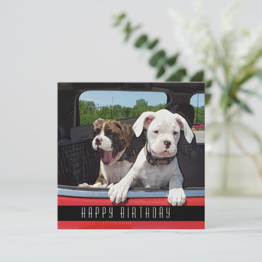 Cute Boxer Puppy Happy Birthday Dogs Announcement | Zazzle