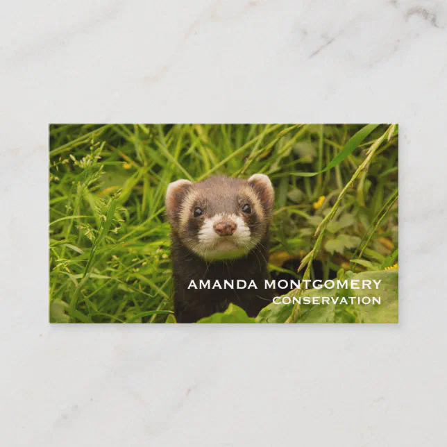 Cute Brown Ferret in the Grass Business Card | Zazzle