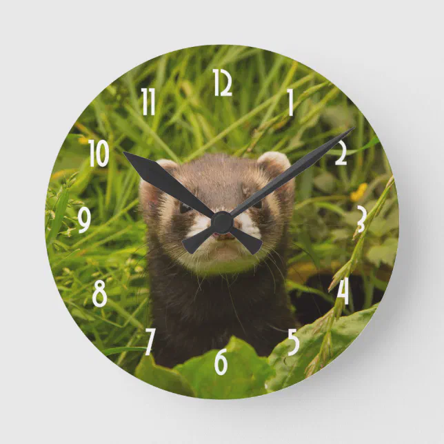 Cute Brown Ferret in the Grass Round Clock | Zazzle