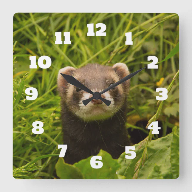 Cute Brown Ferret in the Grass Square Wall Clock | Zazzle