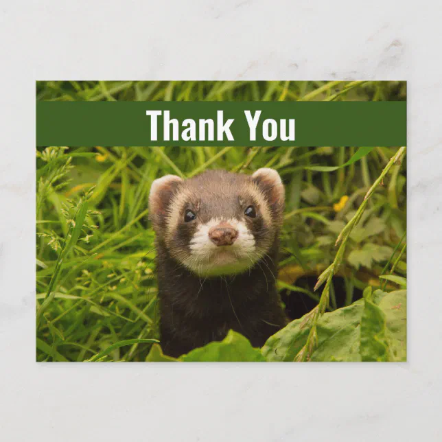 Cute Brown Ferret in the Grass Thank You Postcard | Zazzle
