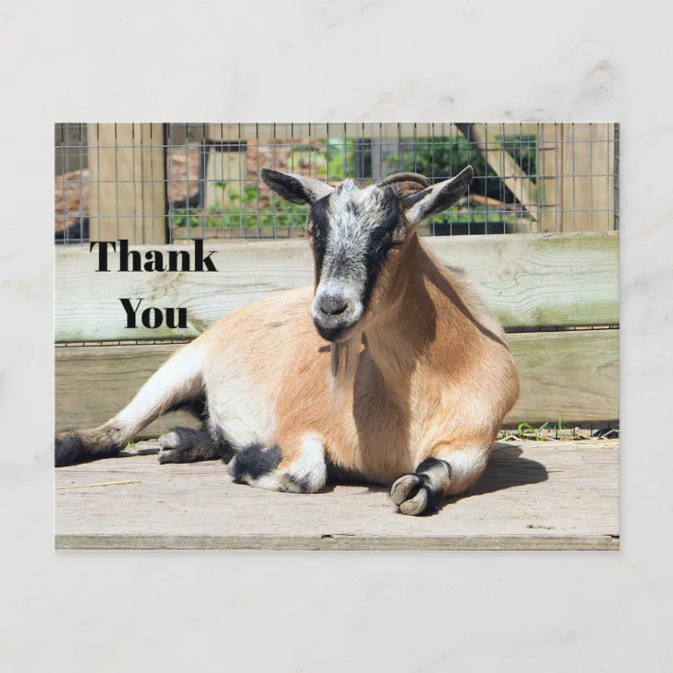 Cute Brown Goat Sleeping Photo Thank You Postcard | Zazzle