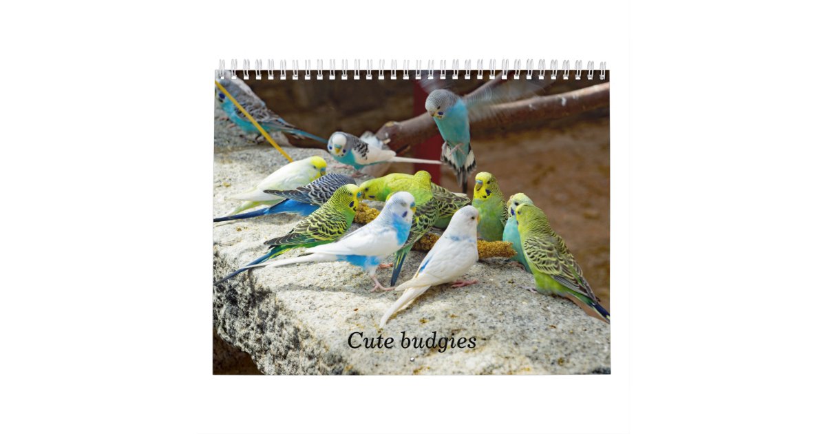 Cute budgies - snapshots of the little birds calendar | Zazzle