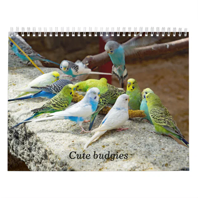 Cute budgies - snapshots of the little birds calendar | Zazzle
