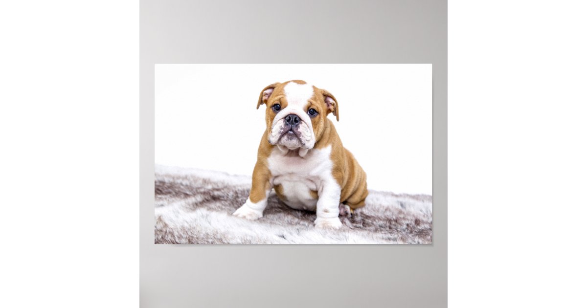 Cute Bulldog Puppy Poster | Zazzle