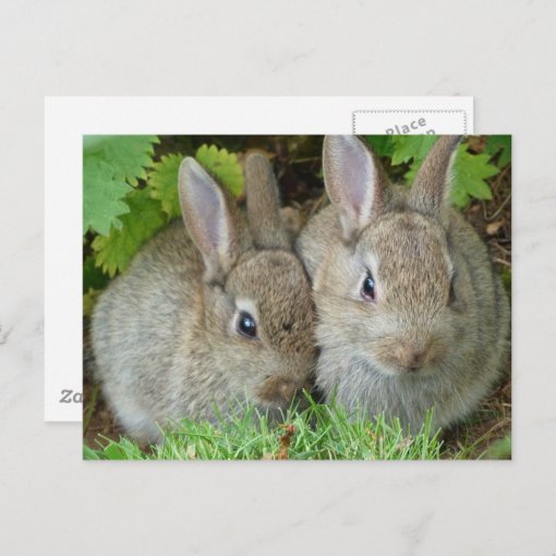 Cute Bunny Rabbit Animal Peace Love Destiny Postcard | Zazzle