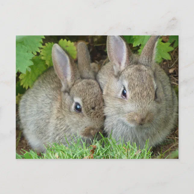 Cute Bunny Rabbit Animal Peace Love Destiny Postcard | Zazzle