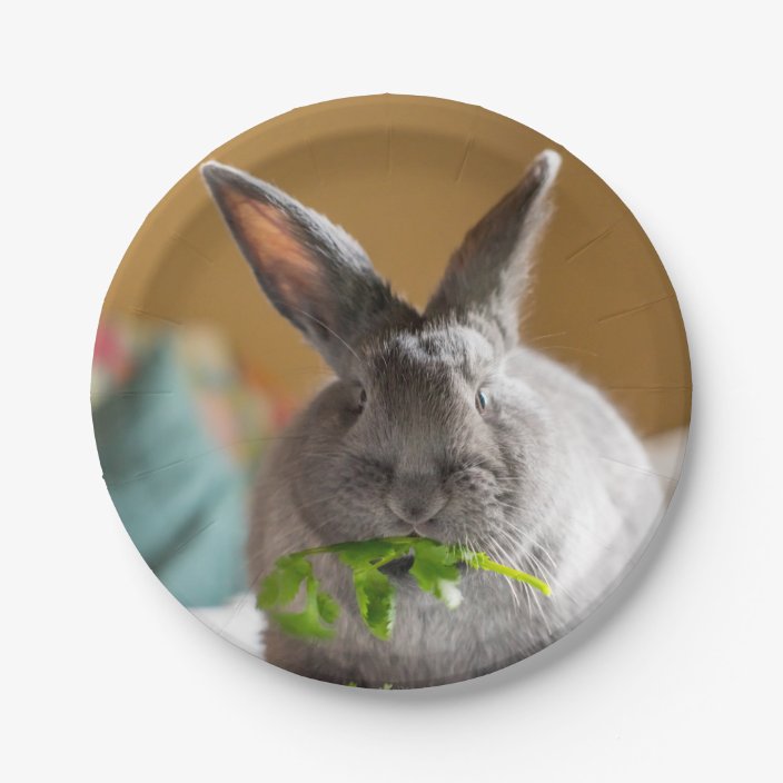Cute Bunny Rabbit Eating Salad Paper Plates | Zazzle.com