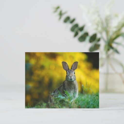 Cute bunny rabbit postcard | Zazzle