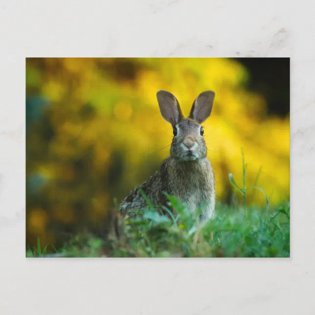 Cute bunny rabbit postcard | Zazzle