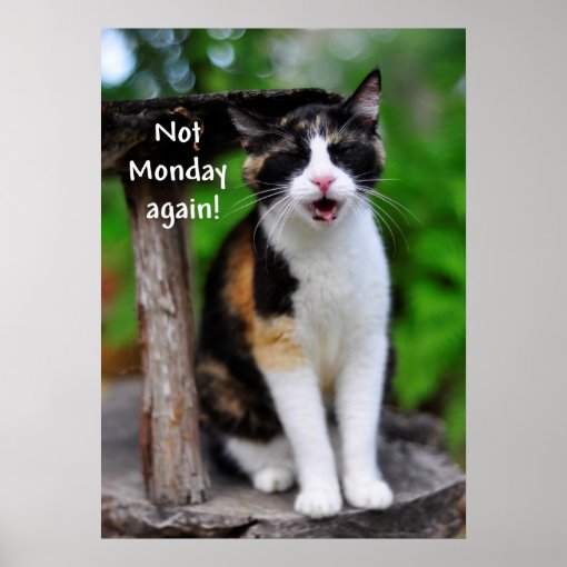 Cute Calico Cat "Not Monday Again!" Poster | Zazzle