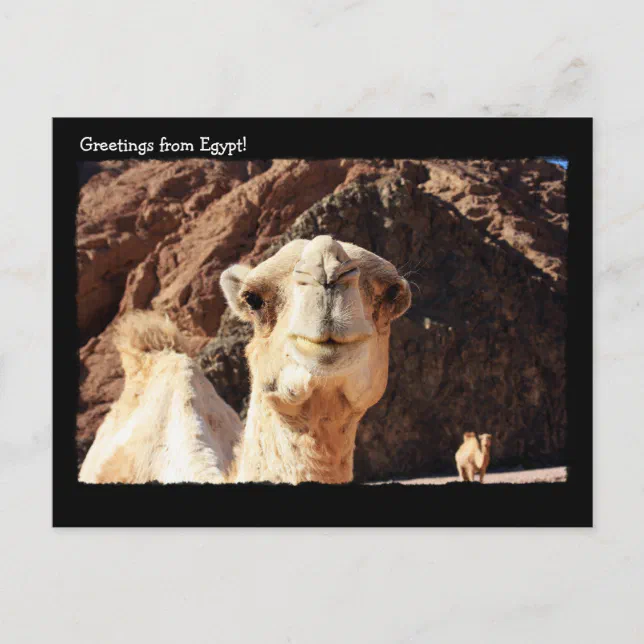 Cute Camel Postcard | Zazzle