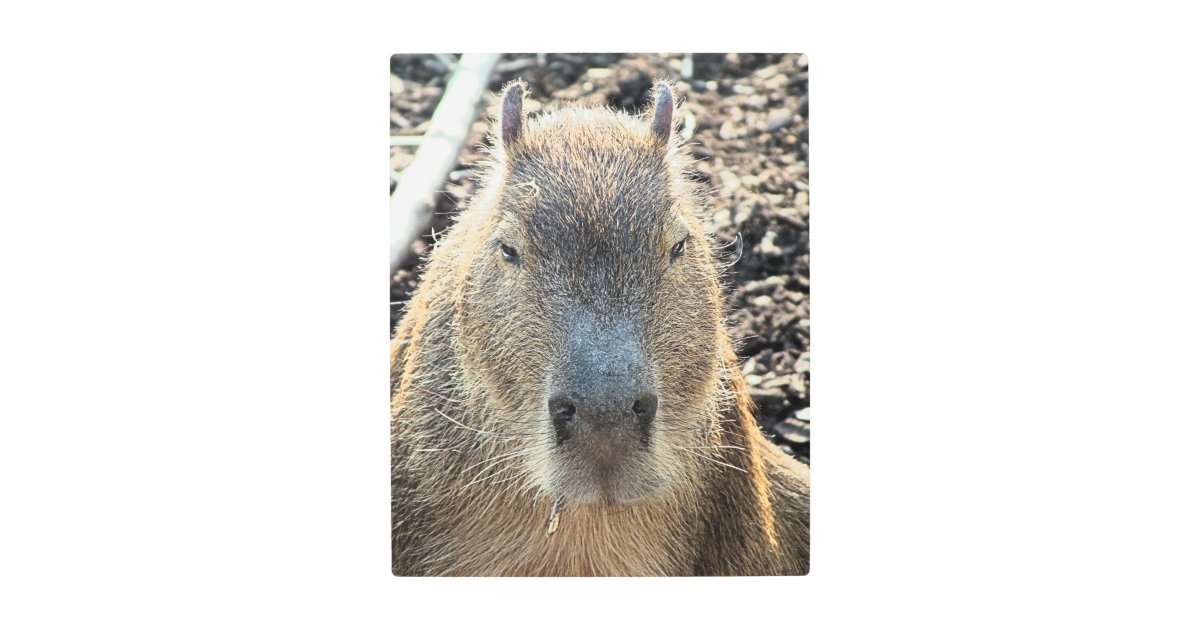 CUTE CAPYBARA METAL PRINT | Zazzle