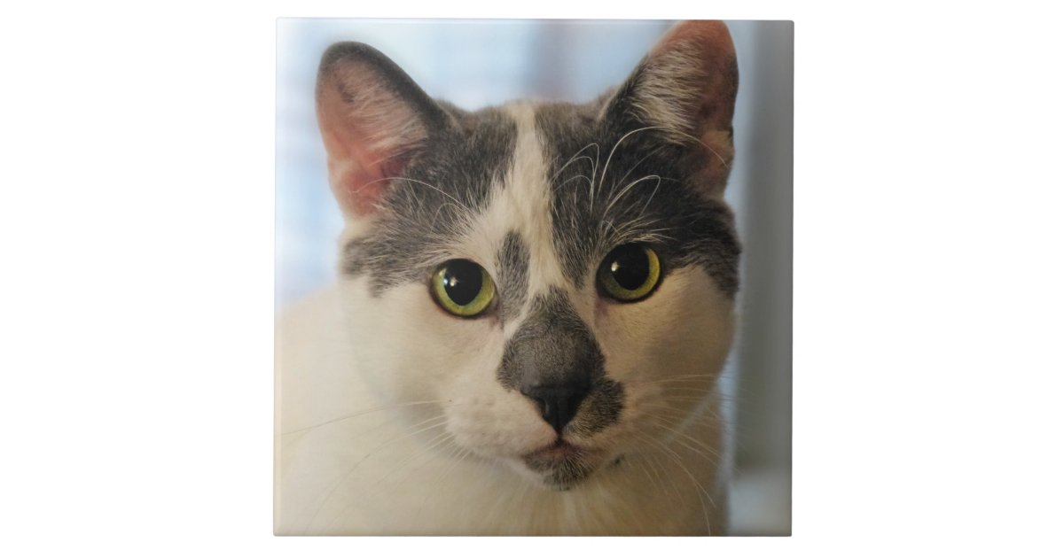 Cute Cat Ceramic Tile | Zazzle