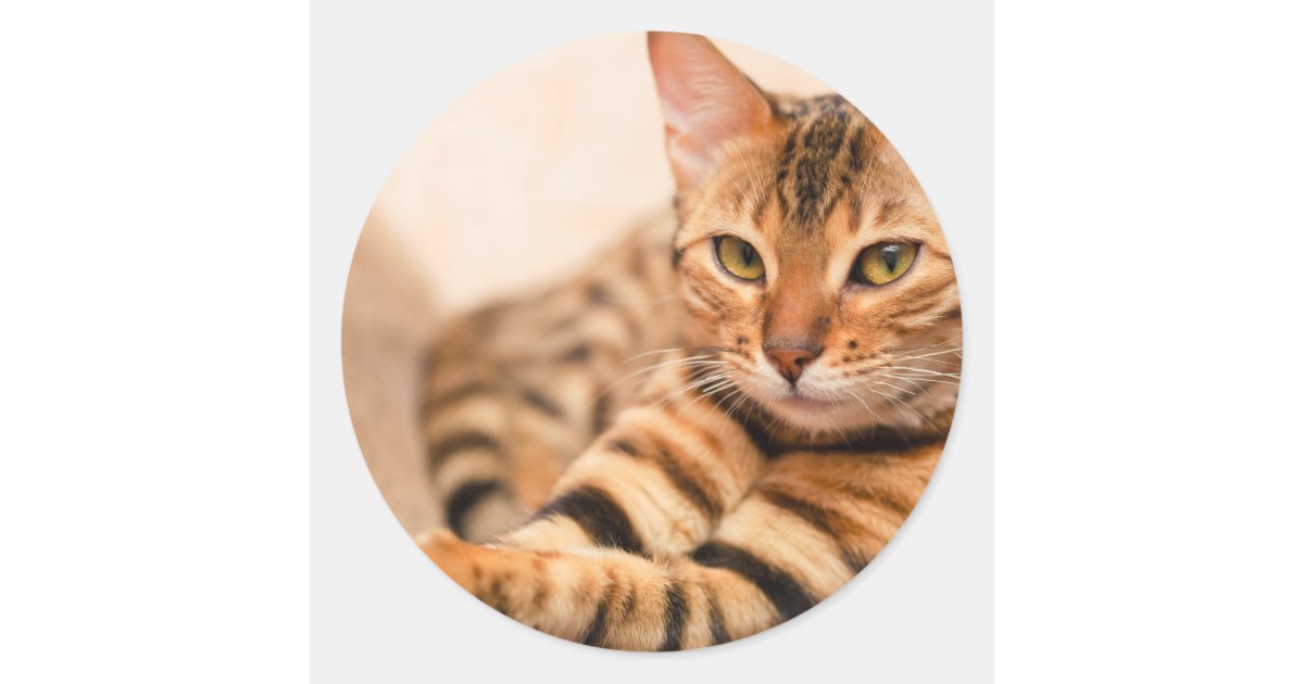 Cute Cat Classic Round Sticker, Glossy Classic Round Sticker | Zazzle